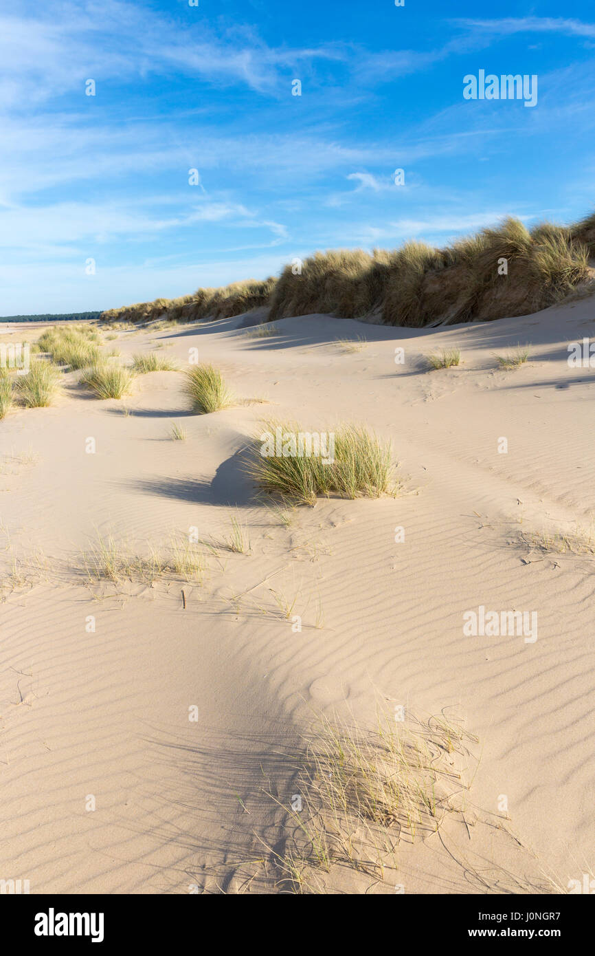 Coastal sand dunes with Marram Grass, one of the Ammophila grasses ...