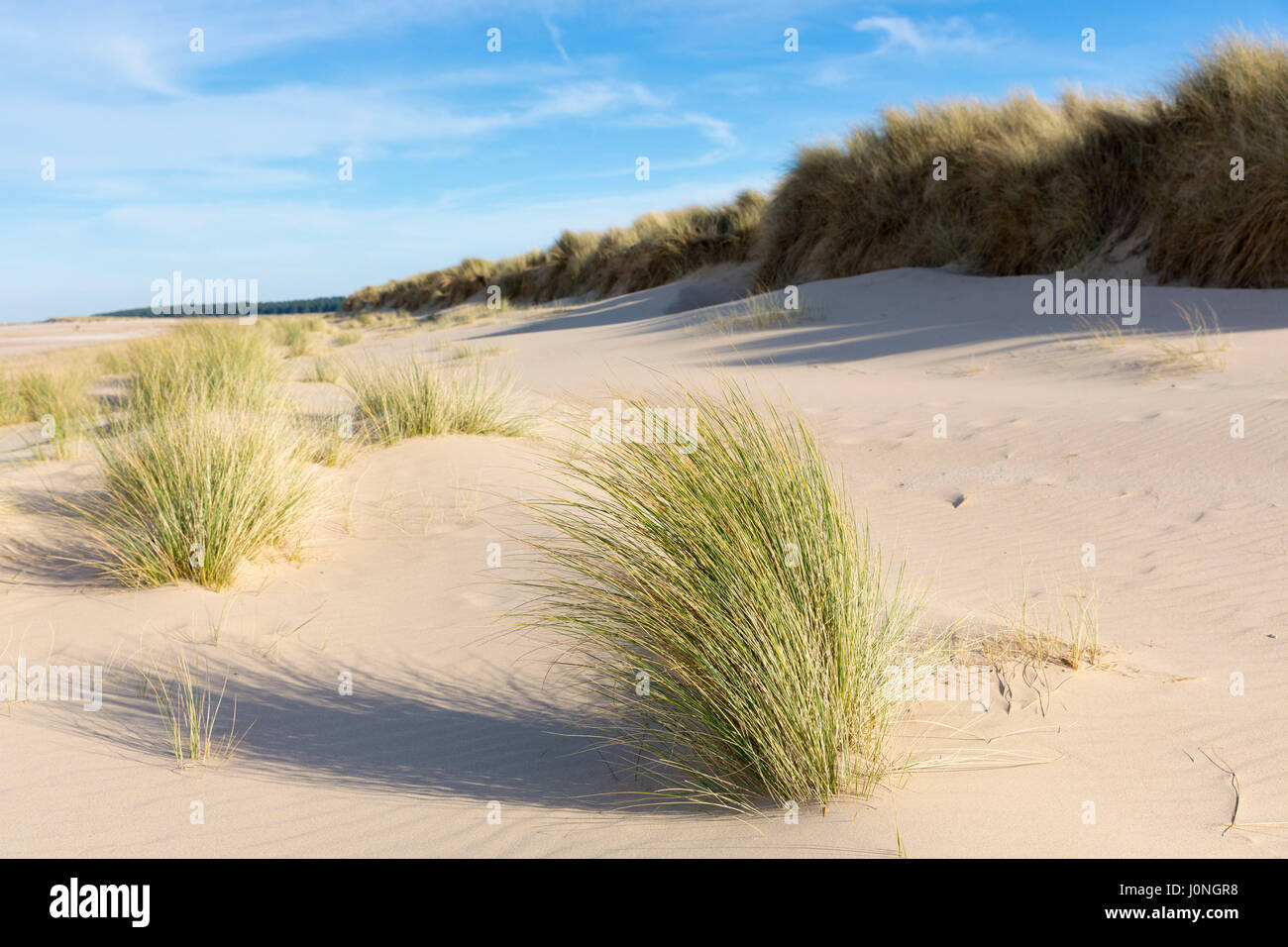Coastal sand dunes with Marram Grass, one of the Ammophila grasses ...