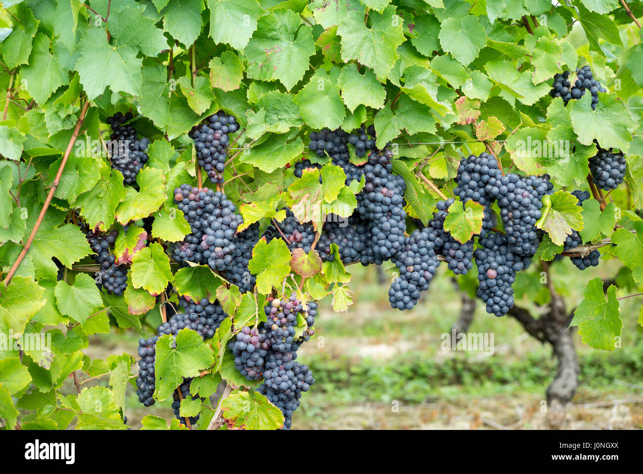 Cabernet Franc ripe black grapes for red wine on ancient vines at Le ...