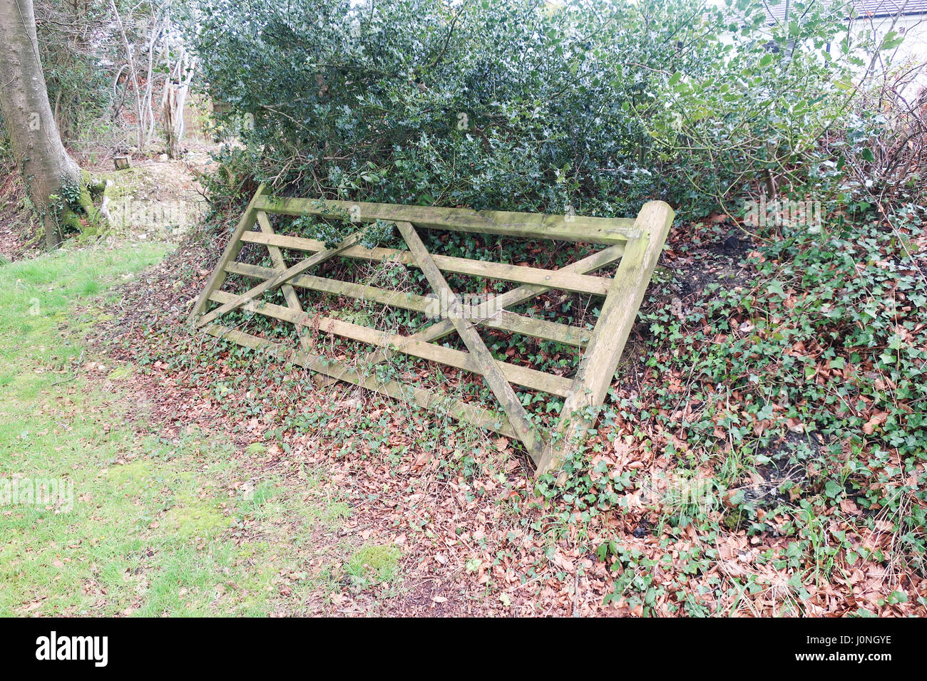 Hedge with gate hi-res stock photography and images - Alamy