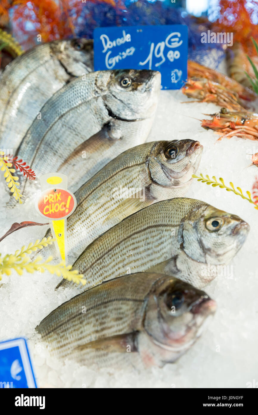 Raw Dorade Gris - sea bass or sea bream - on display for sale in food ...