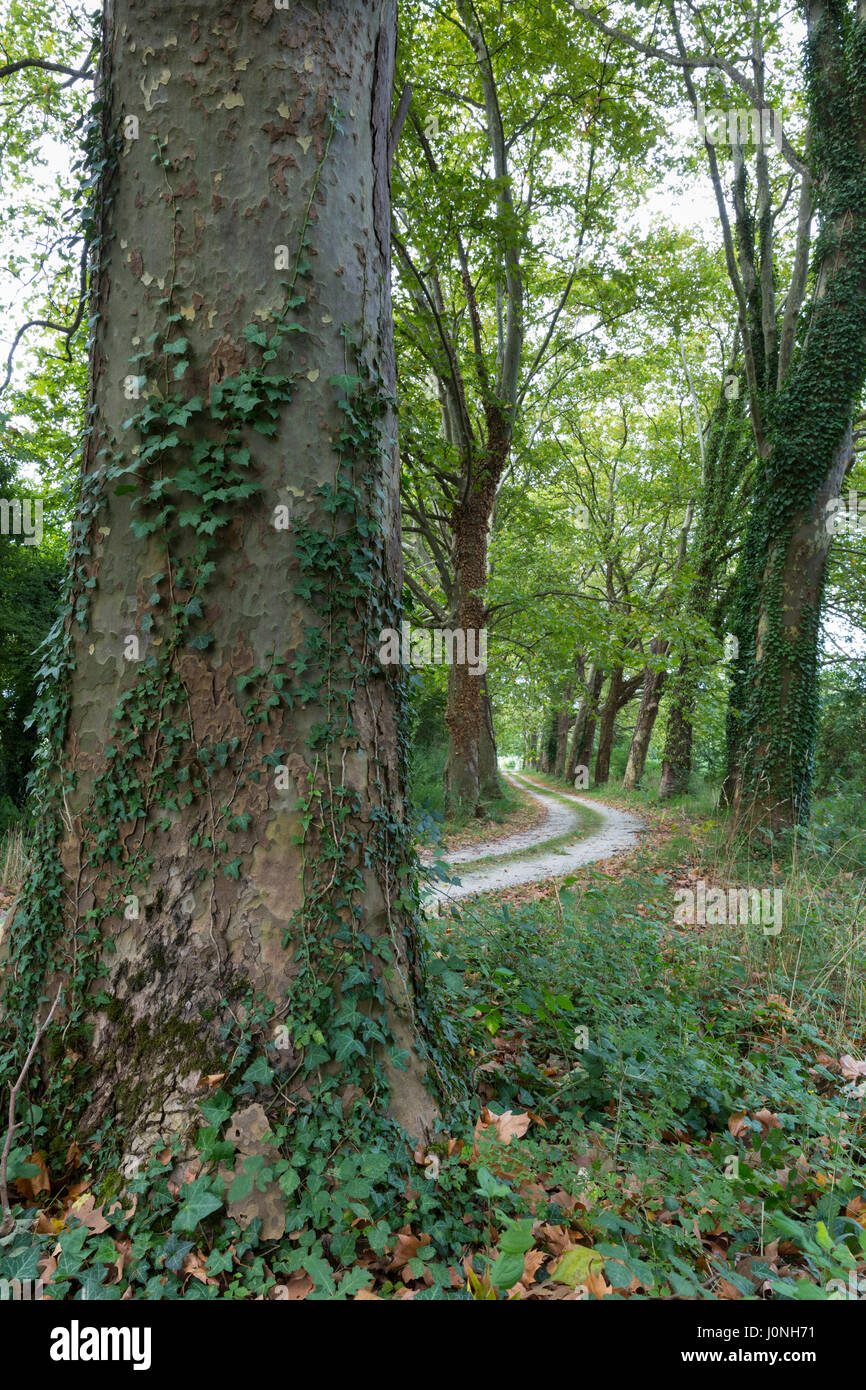 Ivy clad tall plane trees and looming canopy of branches form curve ...