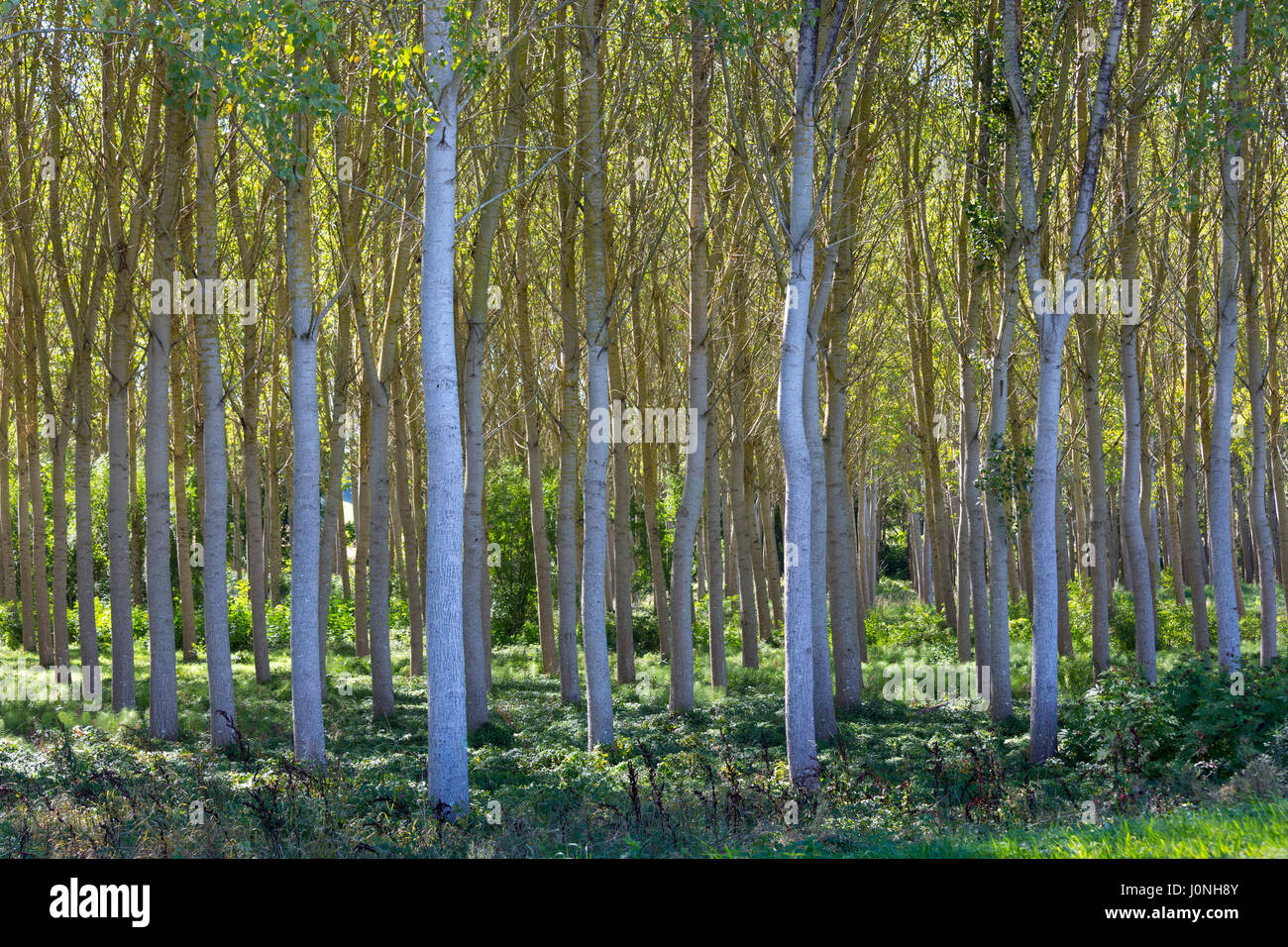 Light and shade tall Birches - managed plantation copse of Silver Birch ...