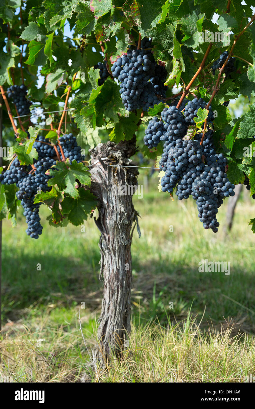 Bunches of ripe Merlot grapes on ancient vine in vineyard in St Emilion ...