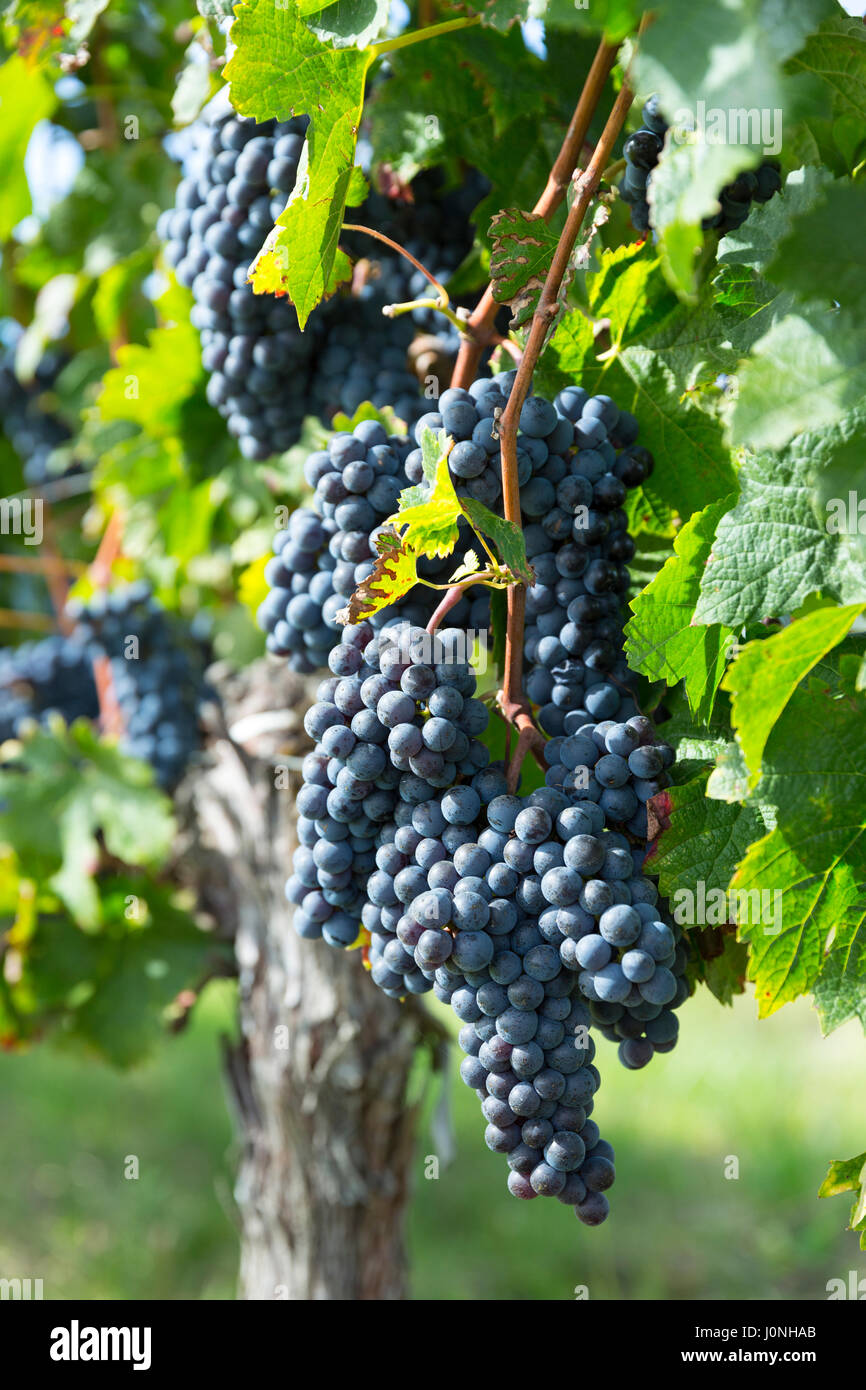Bunches of ripe Merlot grapes on ancient vine in vineyard in St Emilion ...