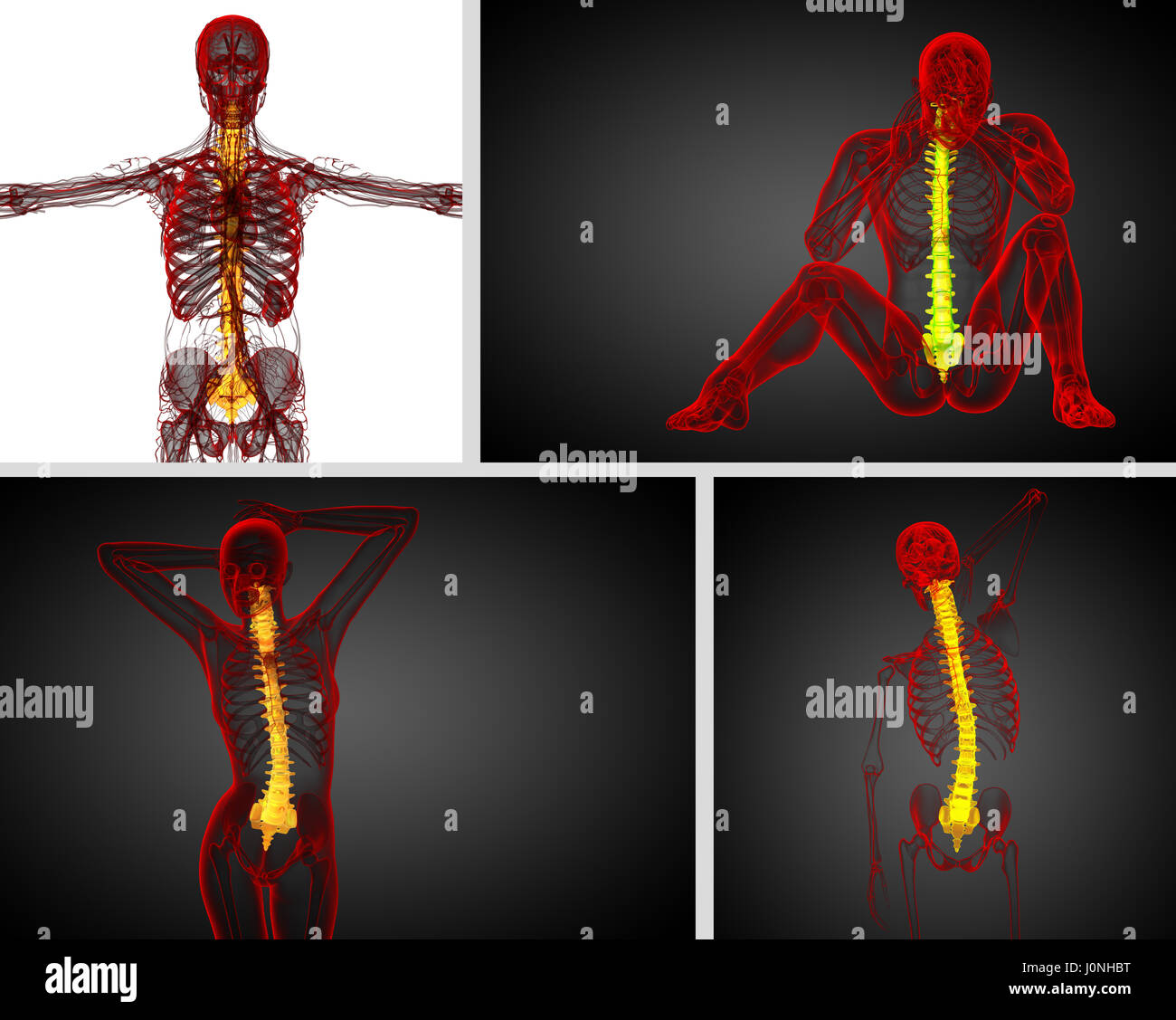 3d rendering medical illustration of the human spine Stock Photo - Alamy