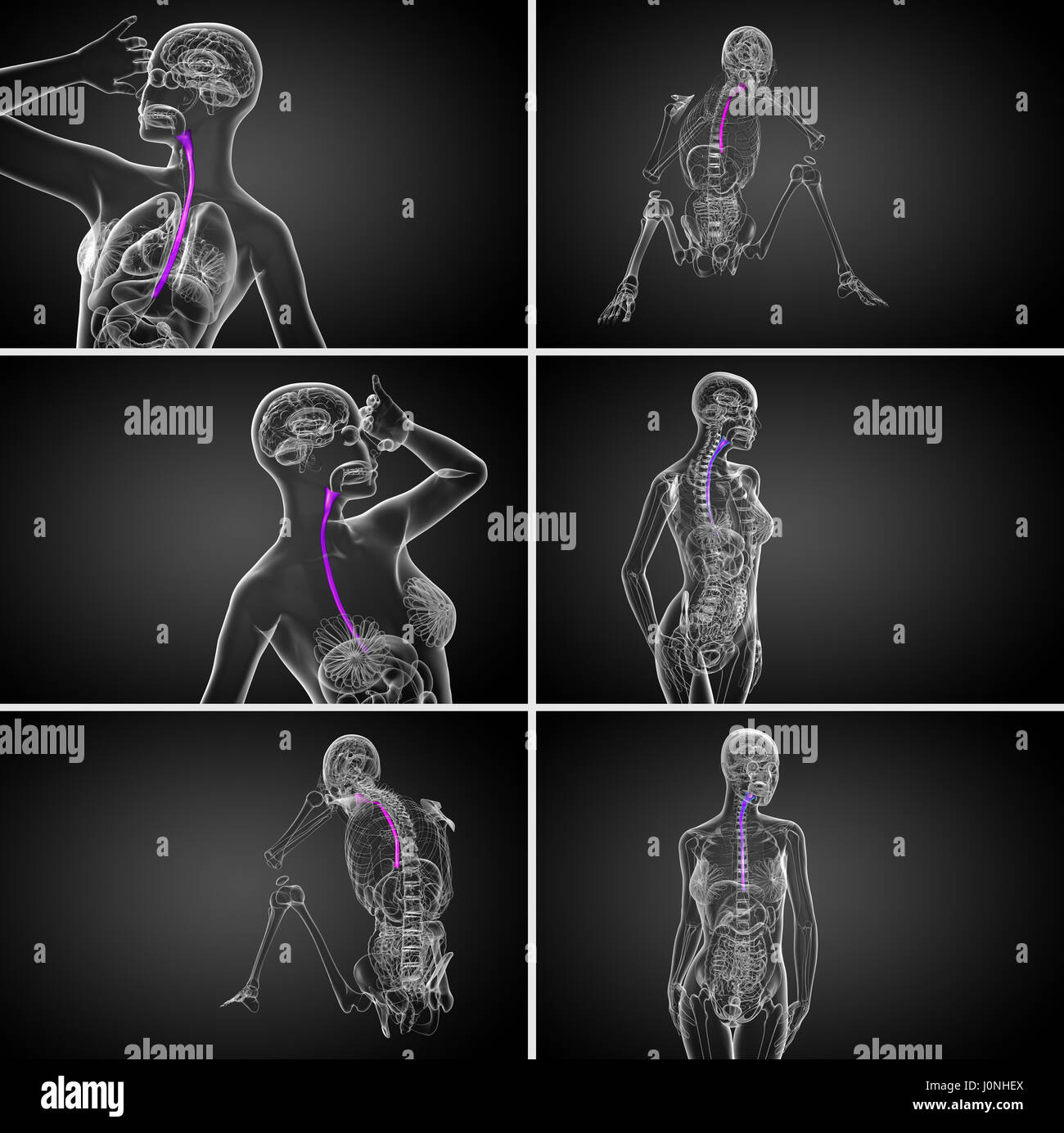 3d rendering illustration of the esophagus Stock Photo - Alamy