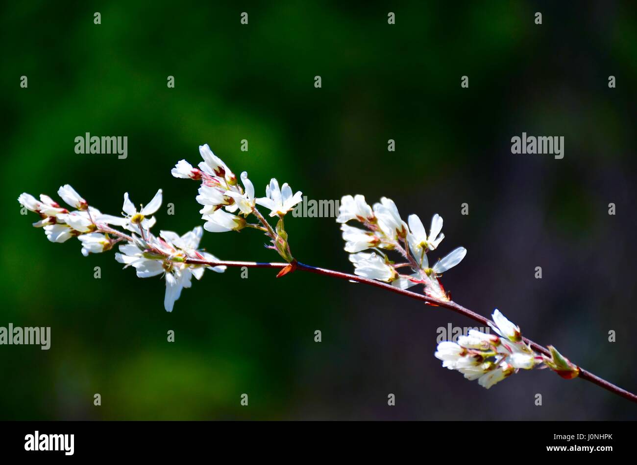 Nature pictures from beautiful Hocking Hills, Ohio Stock Photo - Alamy