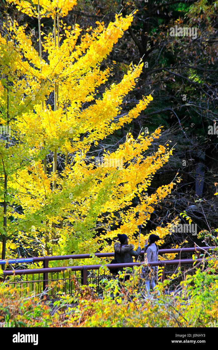 Ishibune Bashi Bridge Akigawa Keikoku Valley Akiruno Tokyo Japan Stock ...