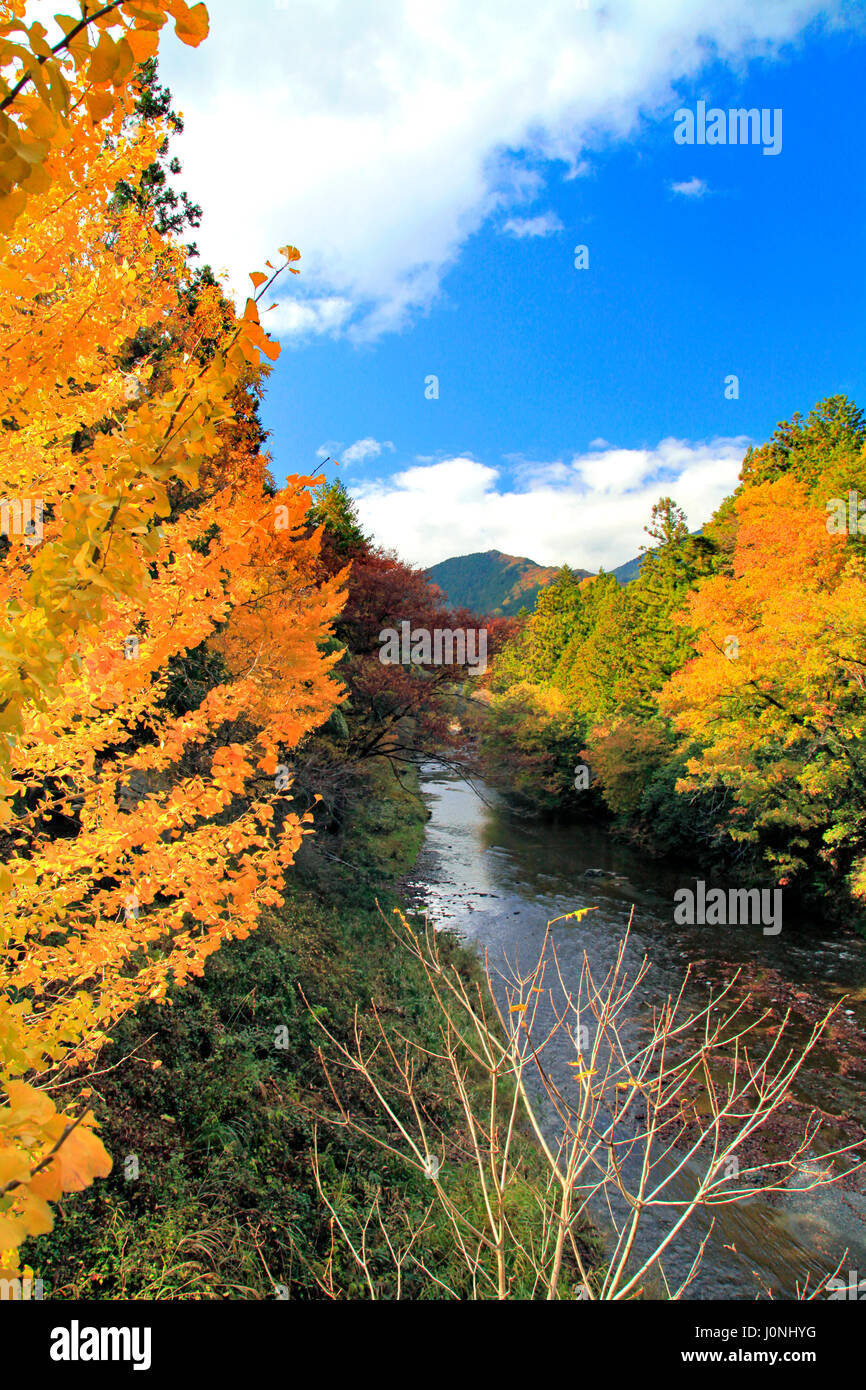 Akigawa Keikoku Valley Autumn Foliage Akiruno Tokyo Japan Stock Photo ...