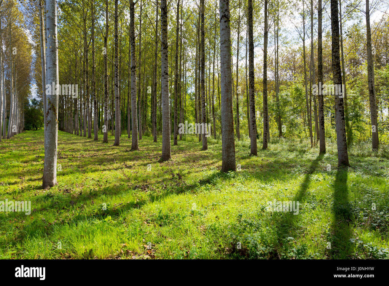 Silver birch forest hi-res stock photography and images - Alamy