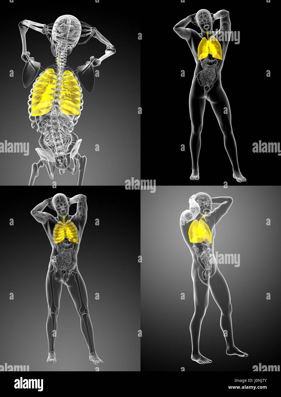 3d rendering illustration of the respiratory system Stock Photo - Alamy