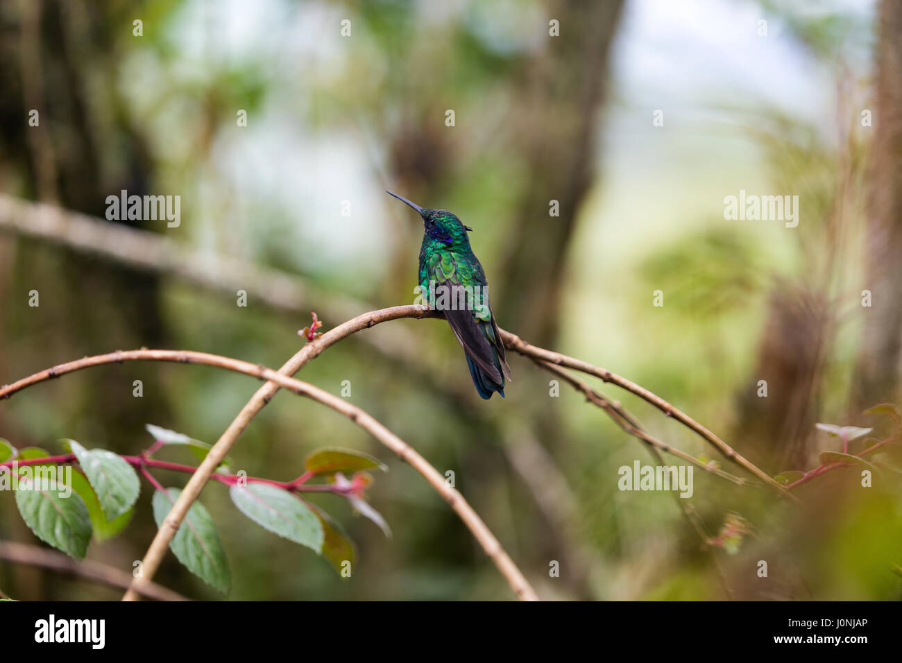A beautiful turquoise and blue hummingbird in the cloud forest at the ...