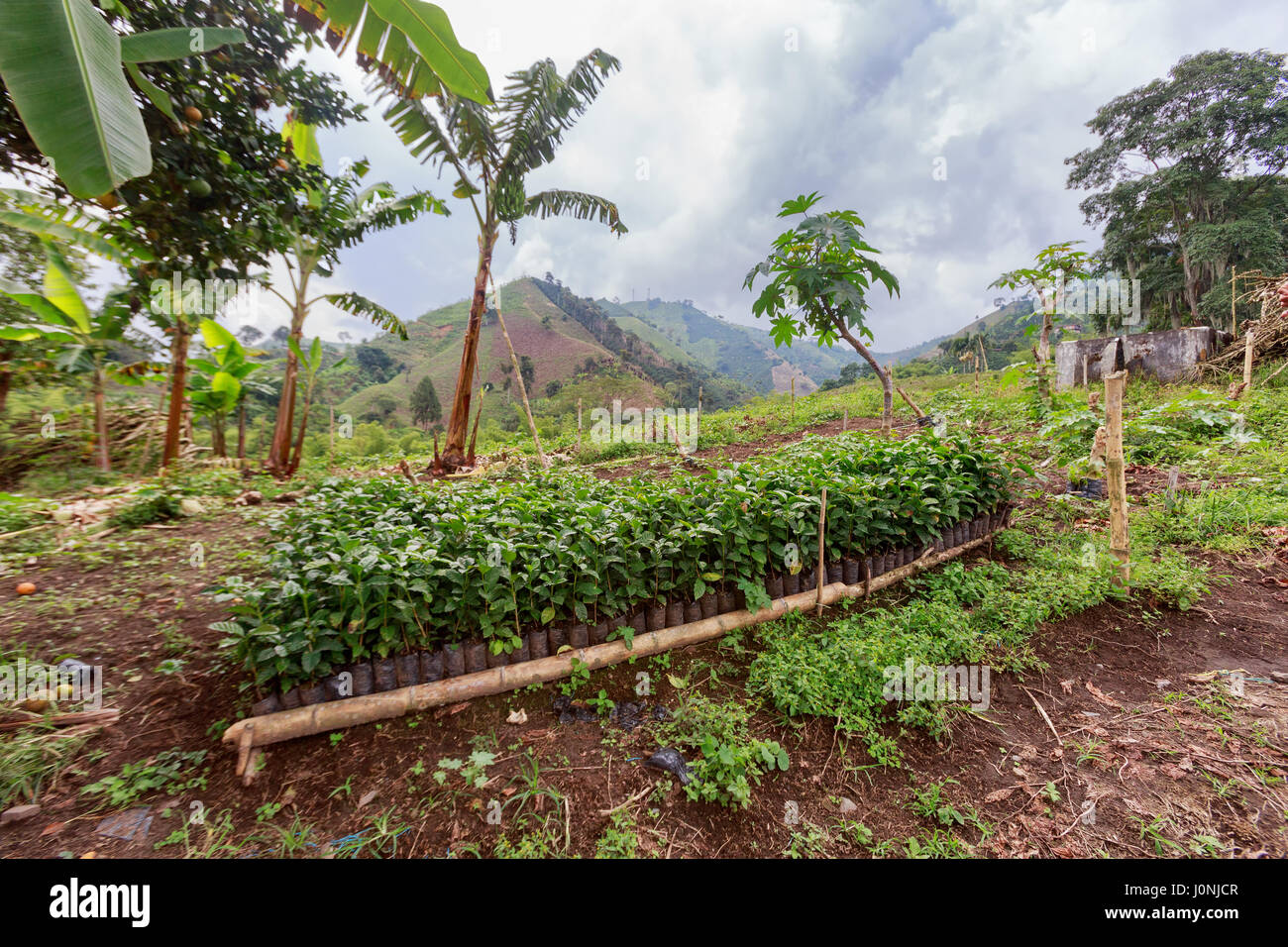Young coffee trees wait to be planted at a coffee plantation near ...