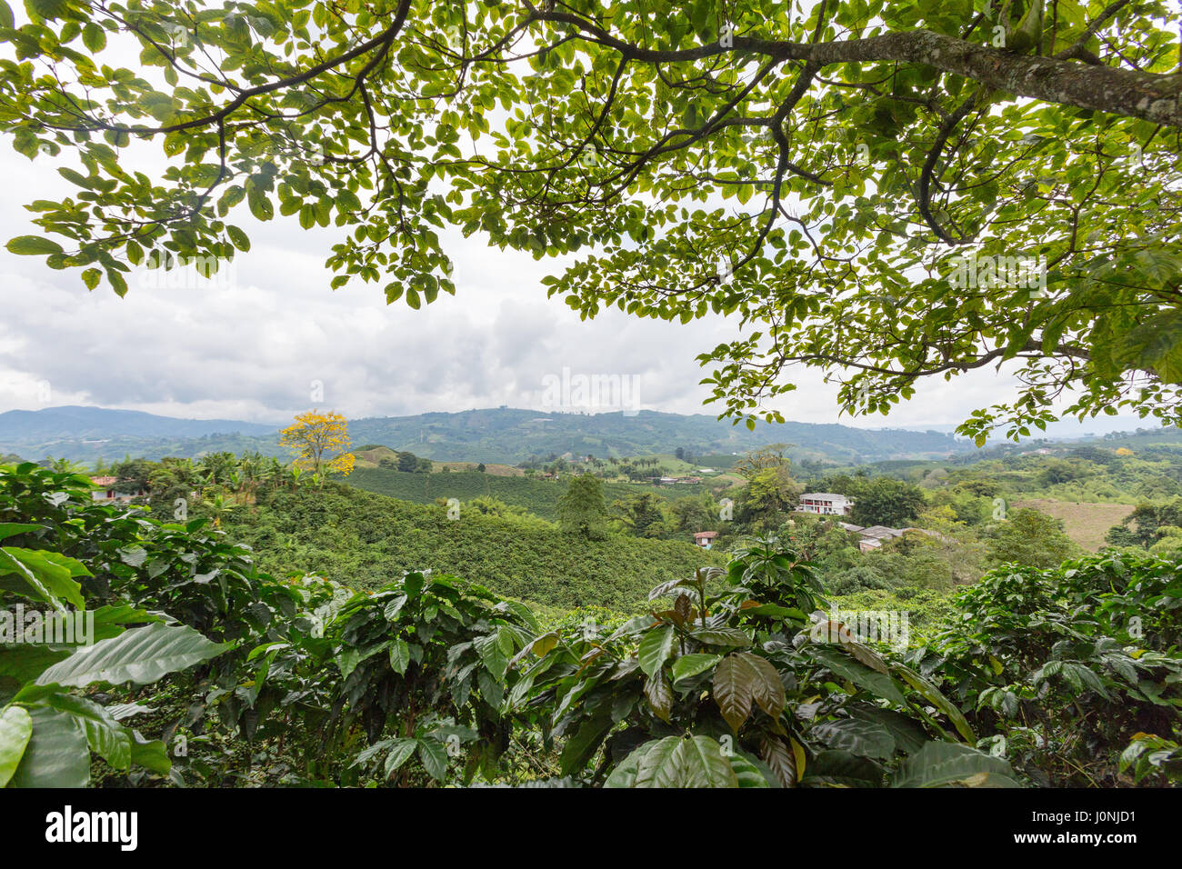 Coffee plants grow under hi-res stock photography and images - Alamy