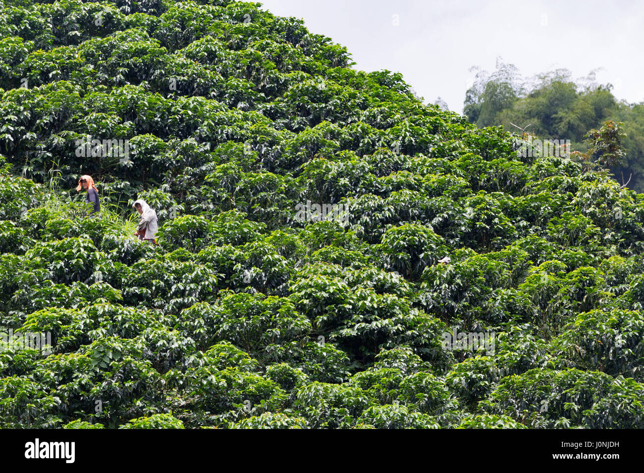 Coffee plantation hi-res stock photography and images - Alamy