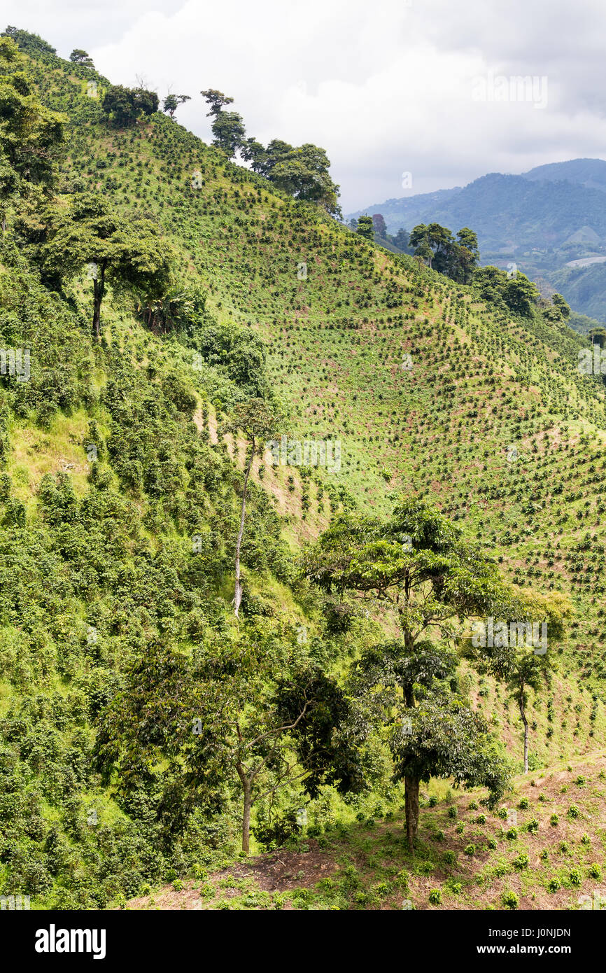 Coffee trees rise up the steep mountainside at a coffee plantation near ...