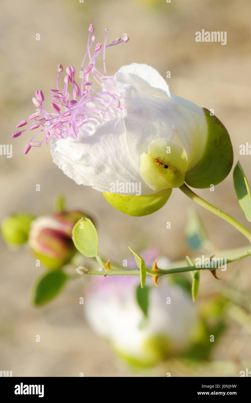 Capparis spinosa, best known for the edible flower buds (capers Stock ...