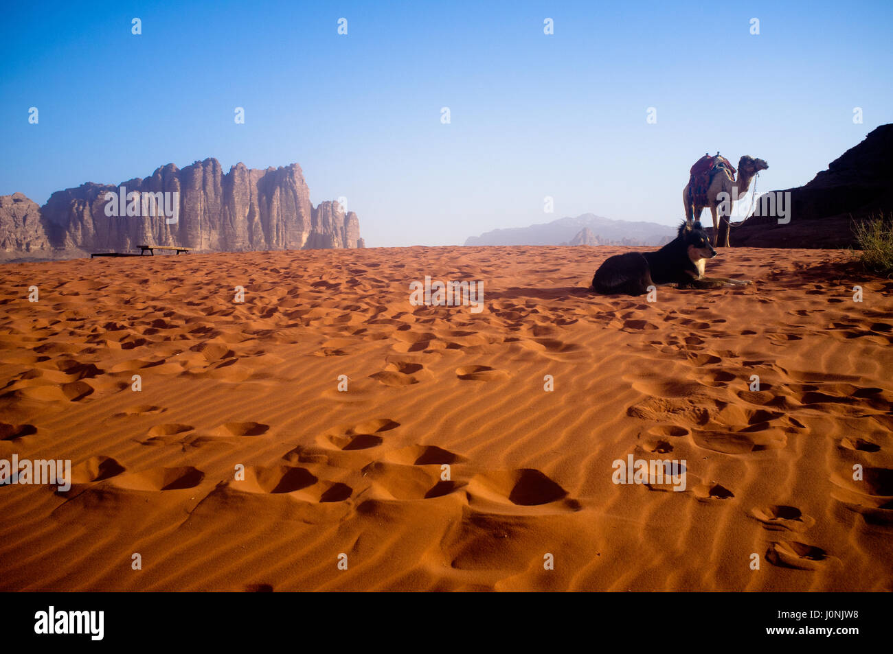 Camel and dog relaxing at evening. Wadi Rum desert. Jordan Stock Photo ...