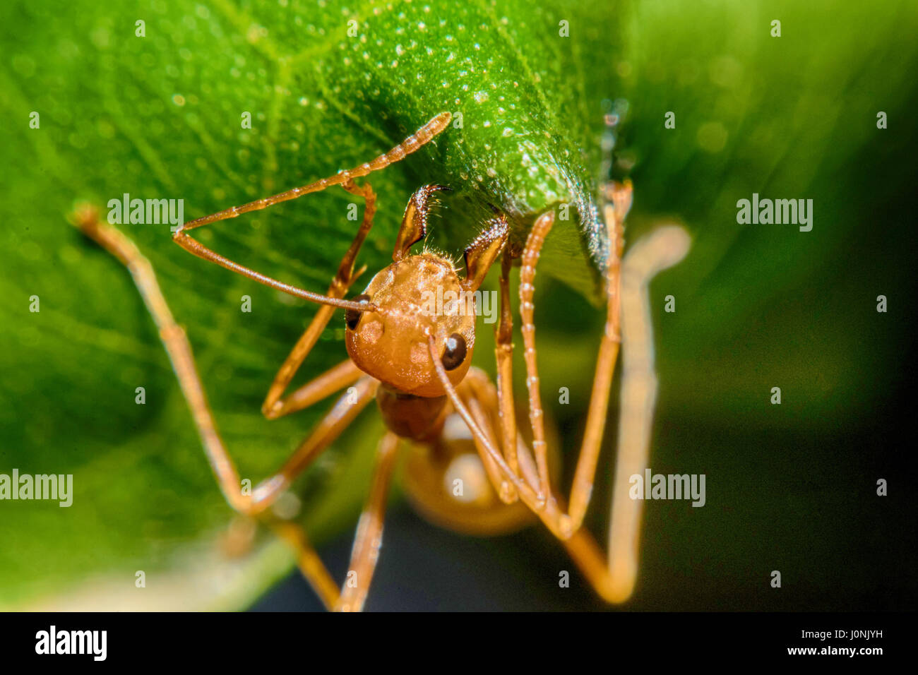 Red imported fire ant hi-res stock photography and images - Alamy