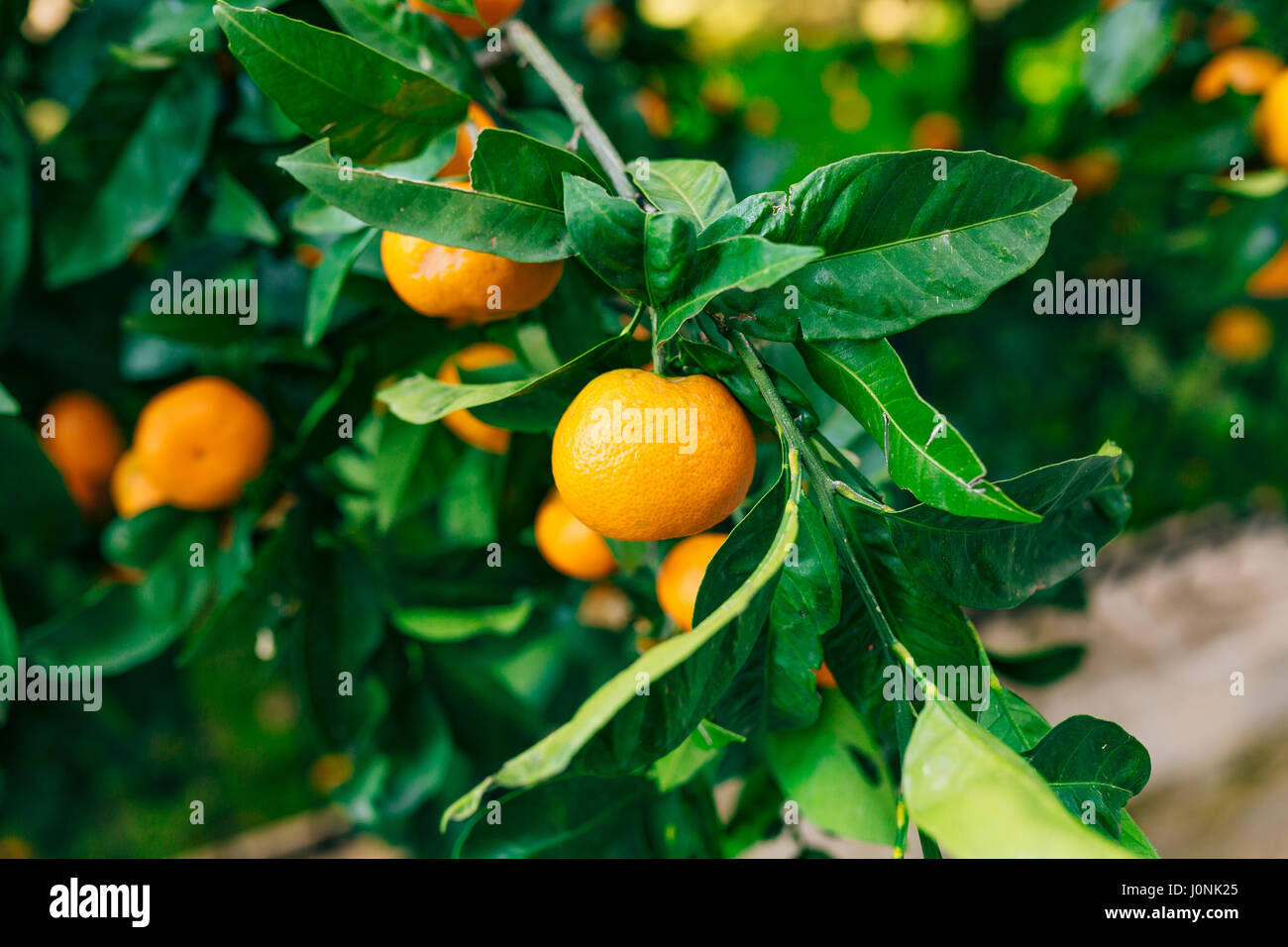 Orange mandarin on the tree. Ripe tangerine. Montenegrin mandarin trees ...