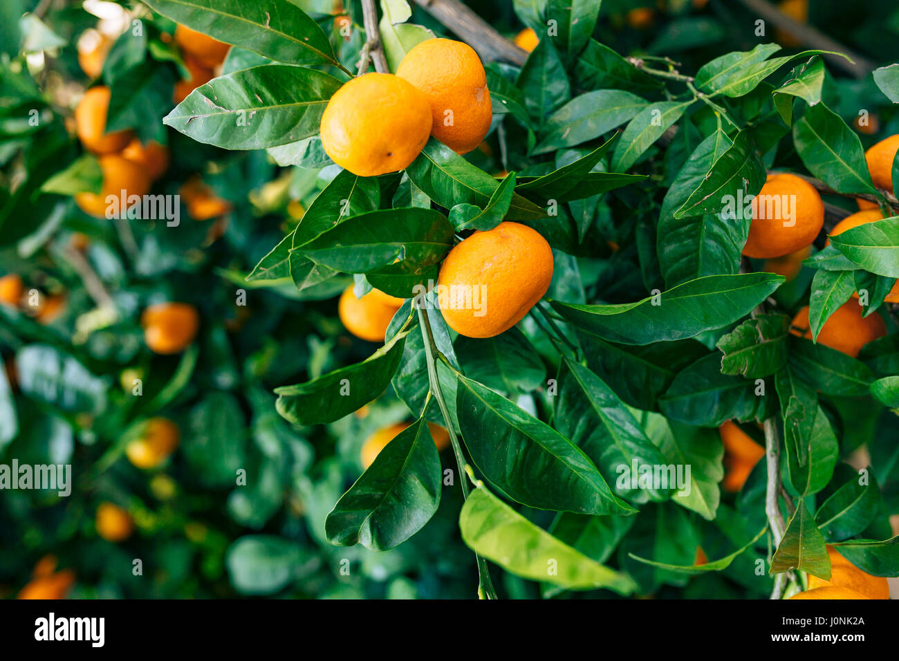 Orange mandarin on the tree. Ripe tangerine. Montenegrin mandarin trees ...