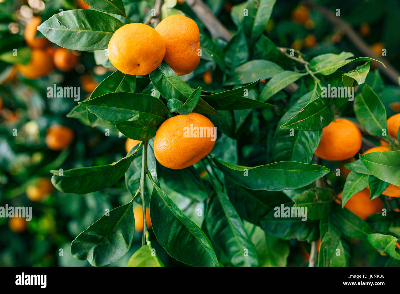 Orange mandarin on the tree. Ripe tangerine. Montenegrin mandarin trees ...