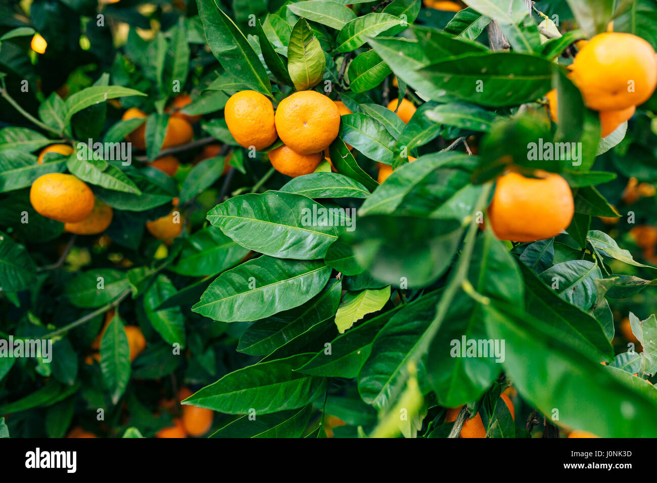 Orange mandarin on the tree. Ripe tangerine. Montenegrin mandarin trees ...