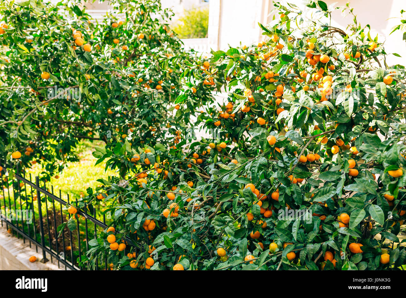 Orange mandarin on the tree. Ripe tangerine. Montenegrin mandarin trees ...