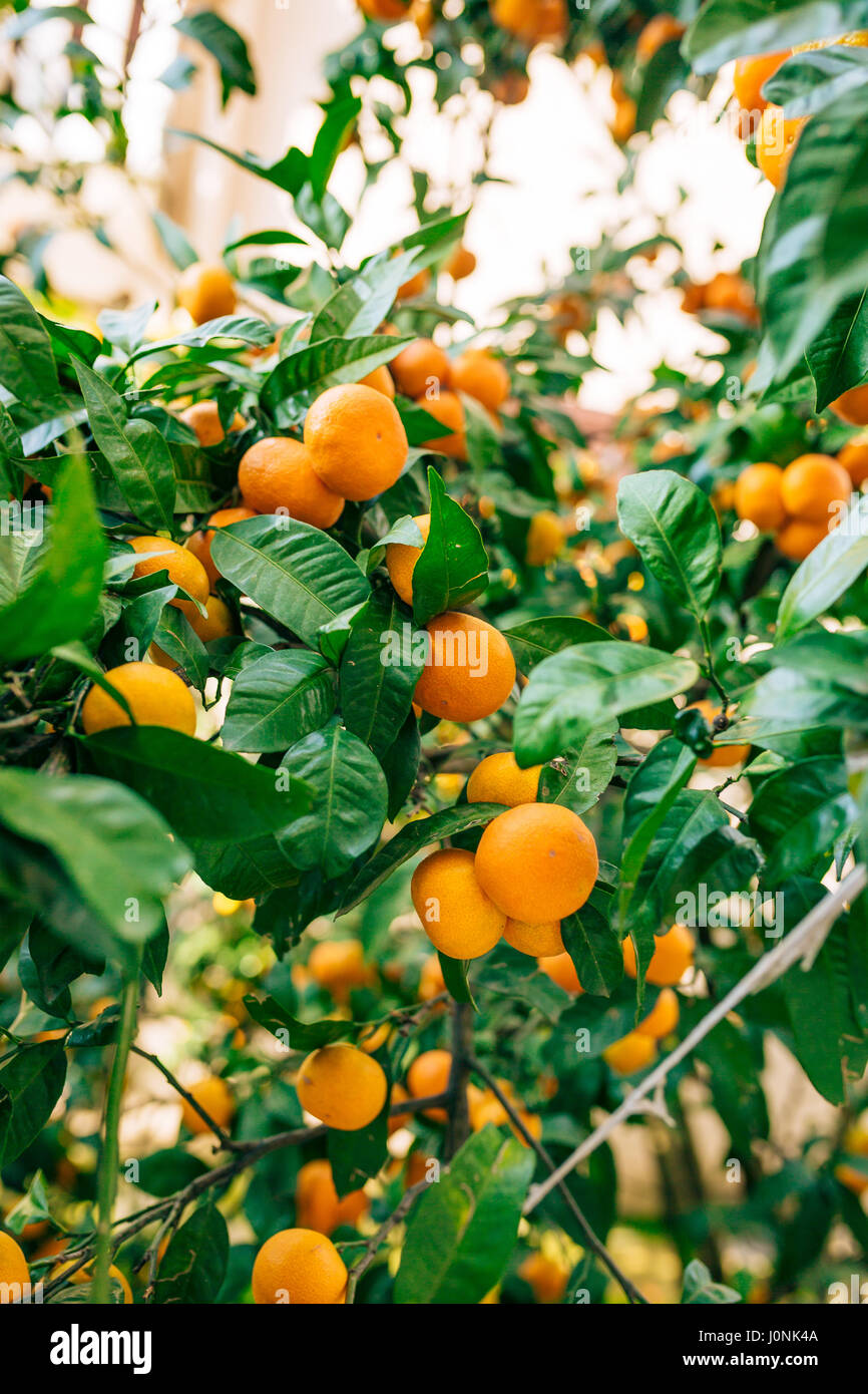 Orange mandarin on the tree. Ripe tangerine. Montenegrin mandarin trees ...