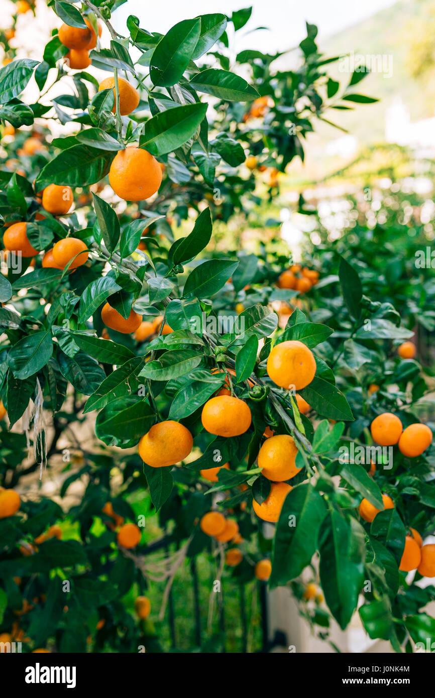 Orange mandarin on the tree. Ripe tangerine. Montenegrin mandarin trees ...