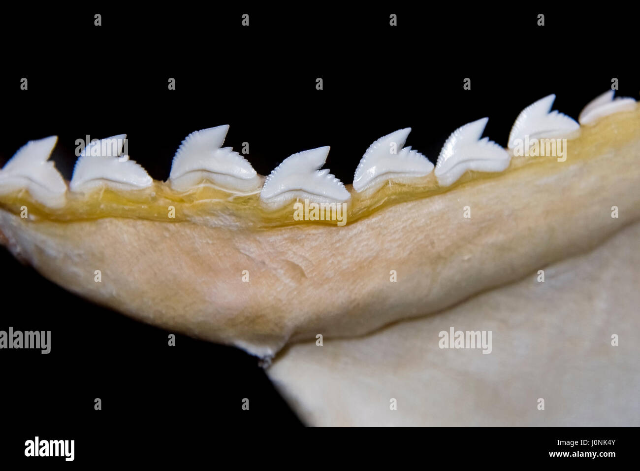 Tiger Shark Jaw, Galeocerdo cuvier, Hawaii, USA Stock Photo - Alamy