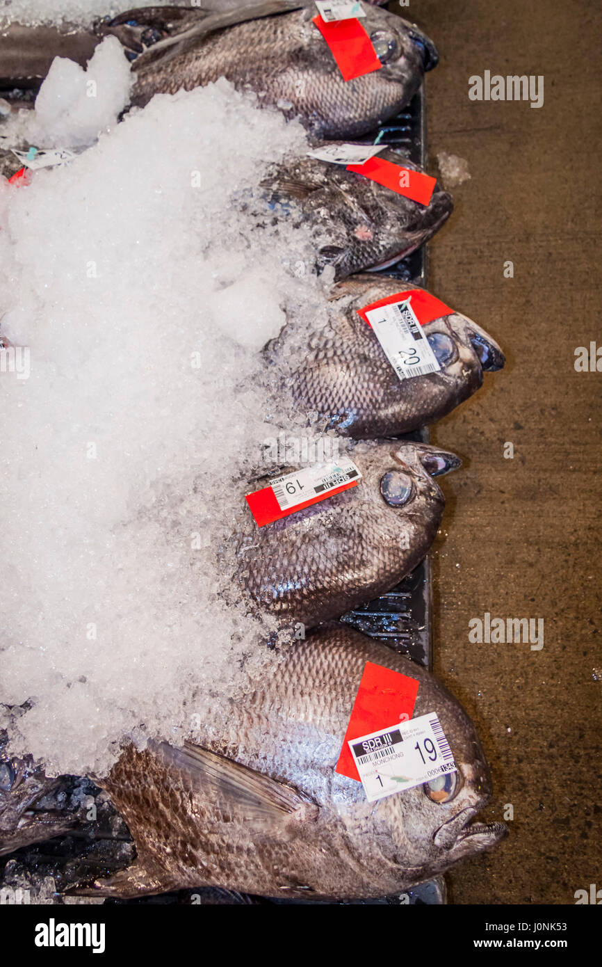 Sickle Pomfret at Fish Auction, Taractichthys steindachneri, Hawaii ...