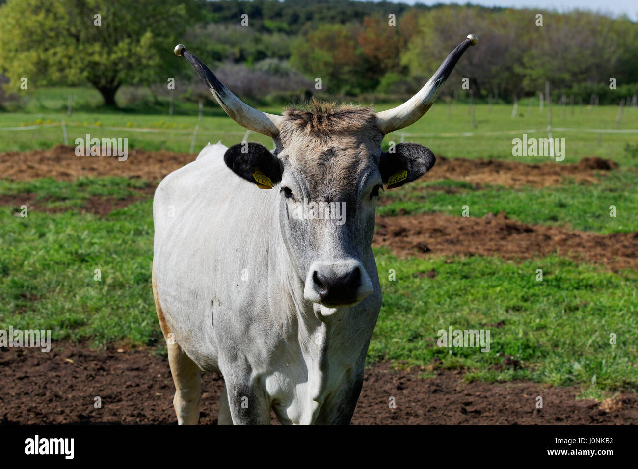 Gray cattle in Cape Peninsula, Istra, Croatia Stock Photo - Alamy
