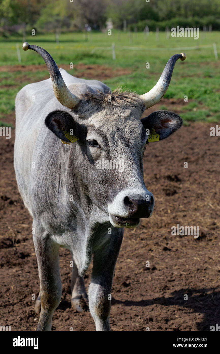 Extensive cattle hi-res stock photography and images - Alamy