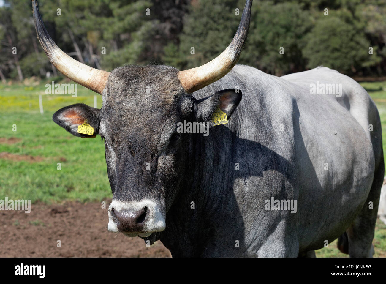 Gray cattle in Istra Stock Photo - Alamy