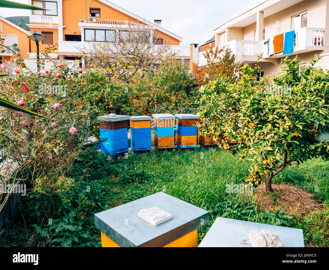 Honey bee hives in autumnal apple garden Stock Photo - Alamy