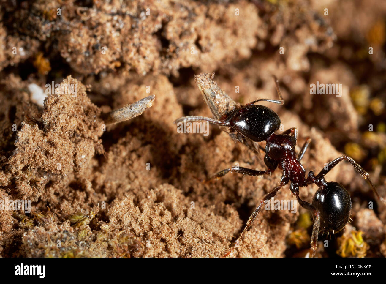 Close-up of the ant carrying the plant part Stock Photo - Alamy