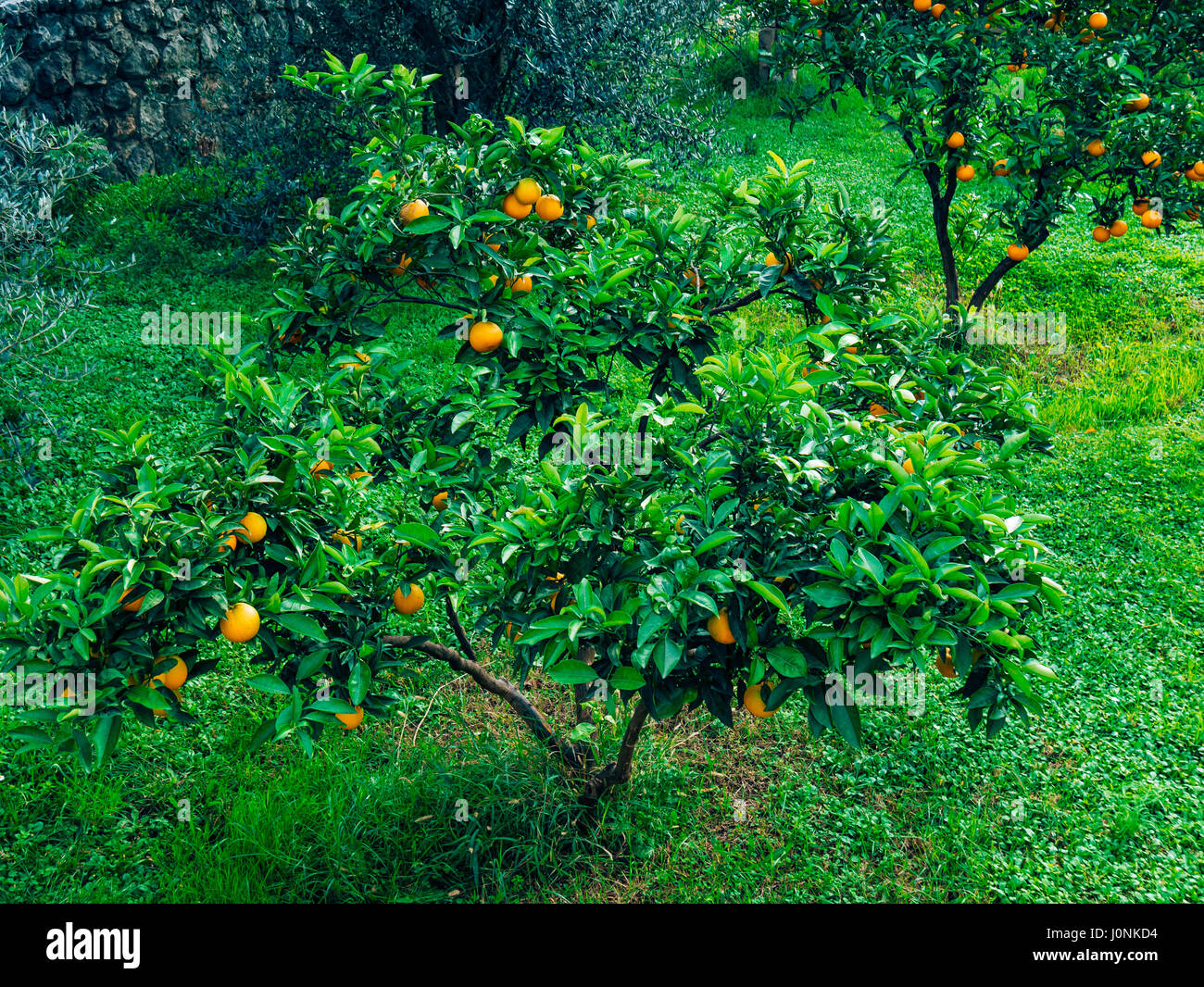 Orange mandarin on the tree. Ripe tangerine. Montenegrin mandarin trees ...