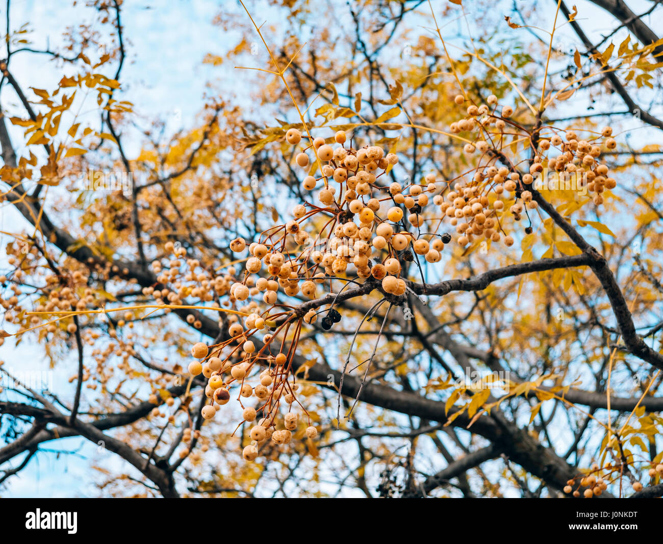 Yellow Fruit Tree