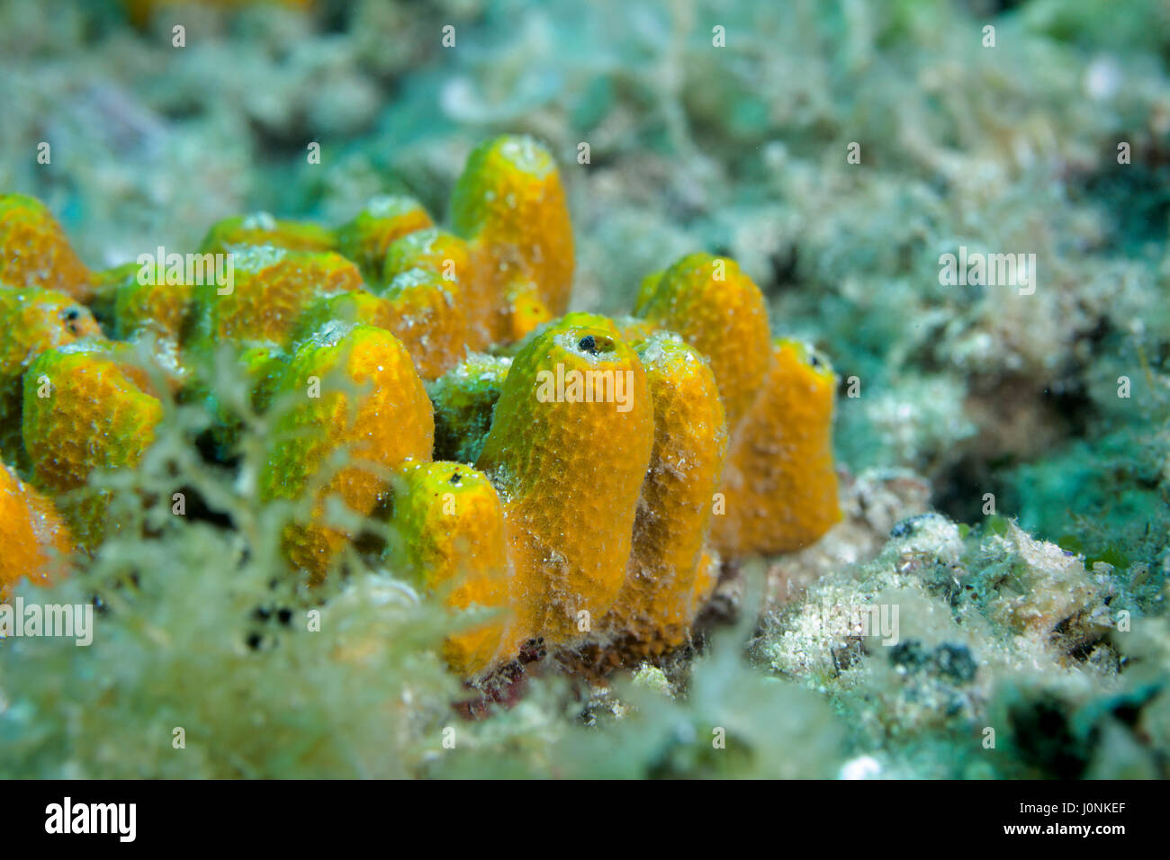 The sponge Aplysina aerophoba in the Adriatic Sea near Kamenjak ...