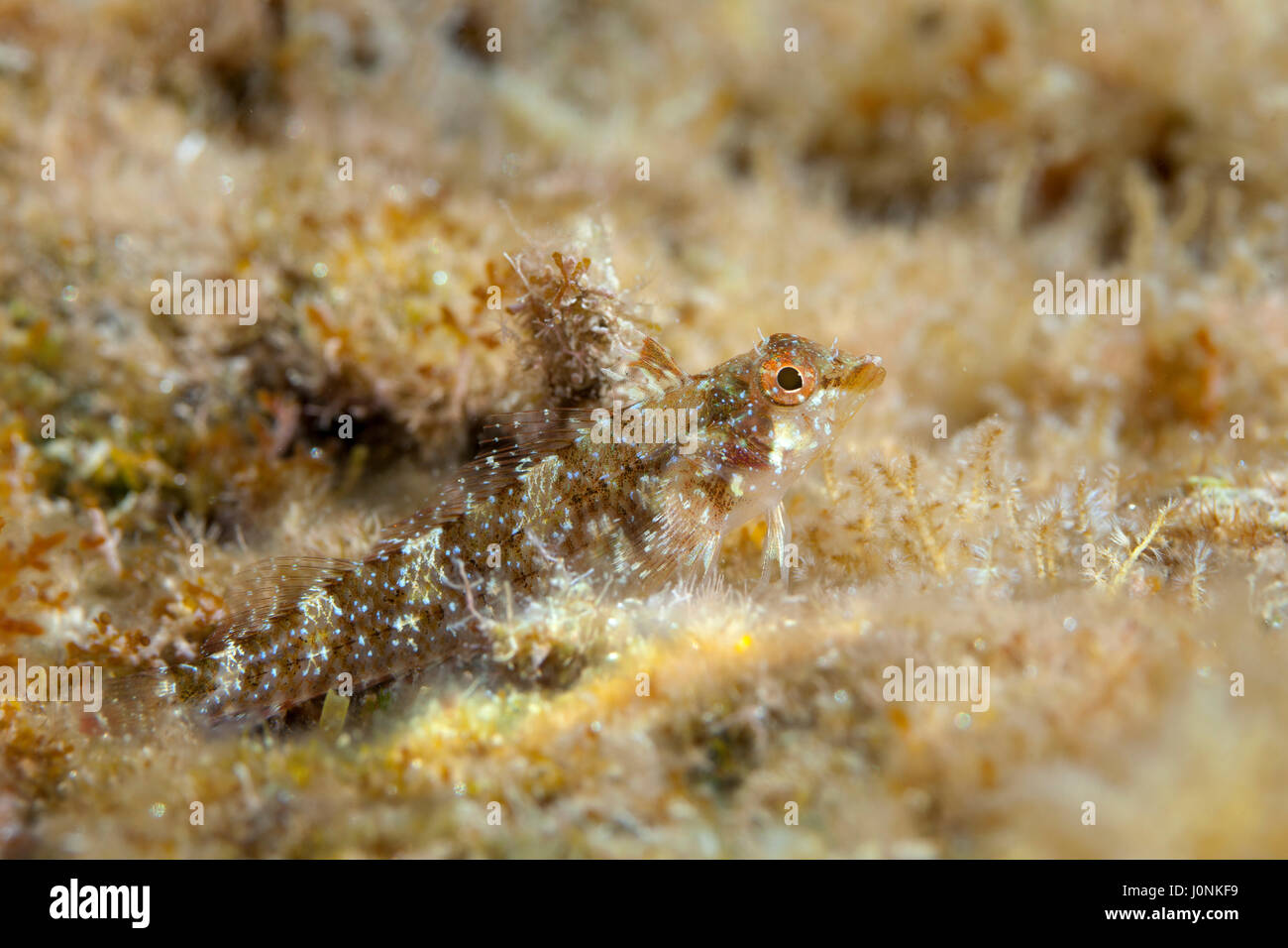 fish on Kamenjak Stock Photo - Alamy