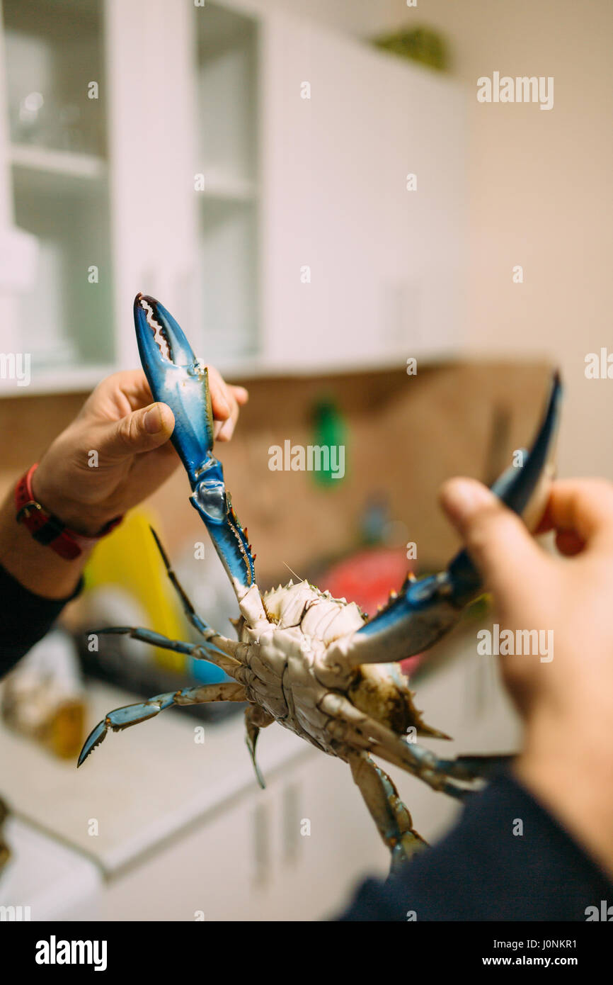 Blue crab pincers for hands held in the kitchen Stock Photo - Alamy
