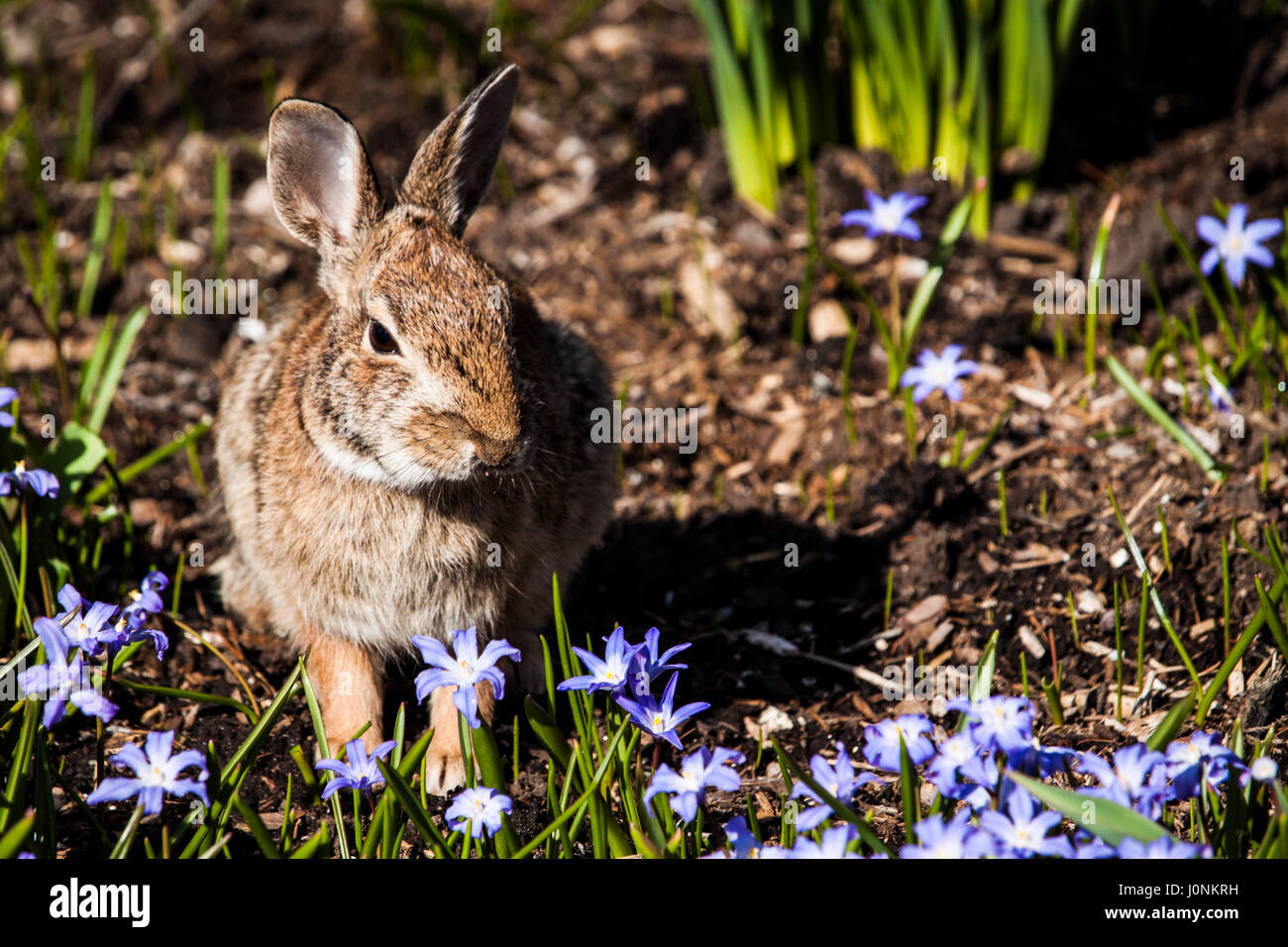 A cute photo of a rabbit taking a snack of flowers in the gardens of ...