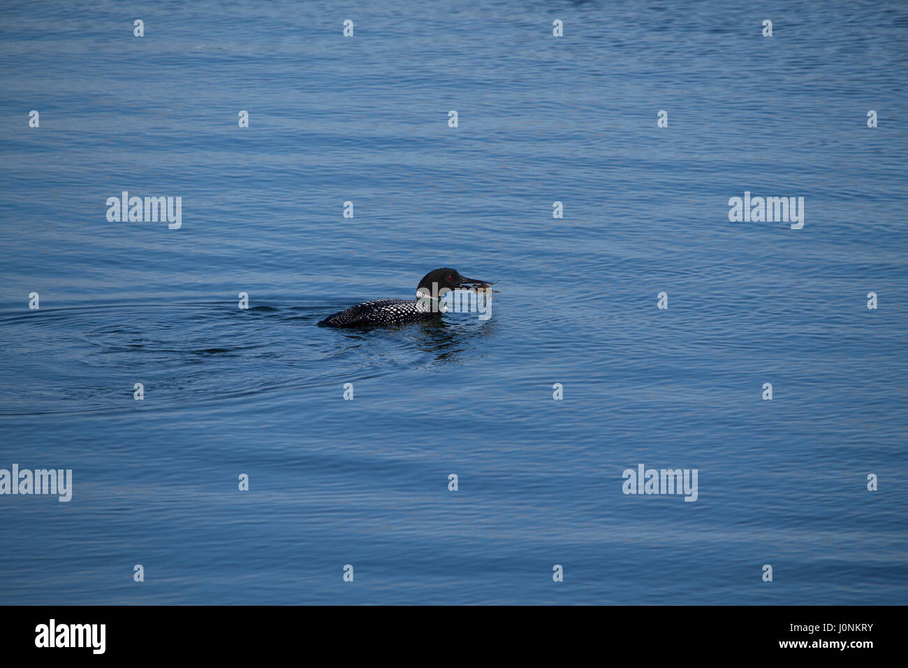 A picture of a Loon, eating a Shellfish/ Crab snack. Taken in ...
