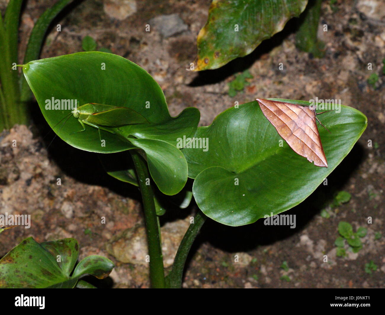 Butterfly shaped leaf hi-res stock photography and images - Alamy
