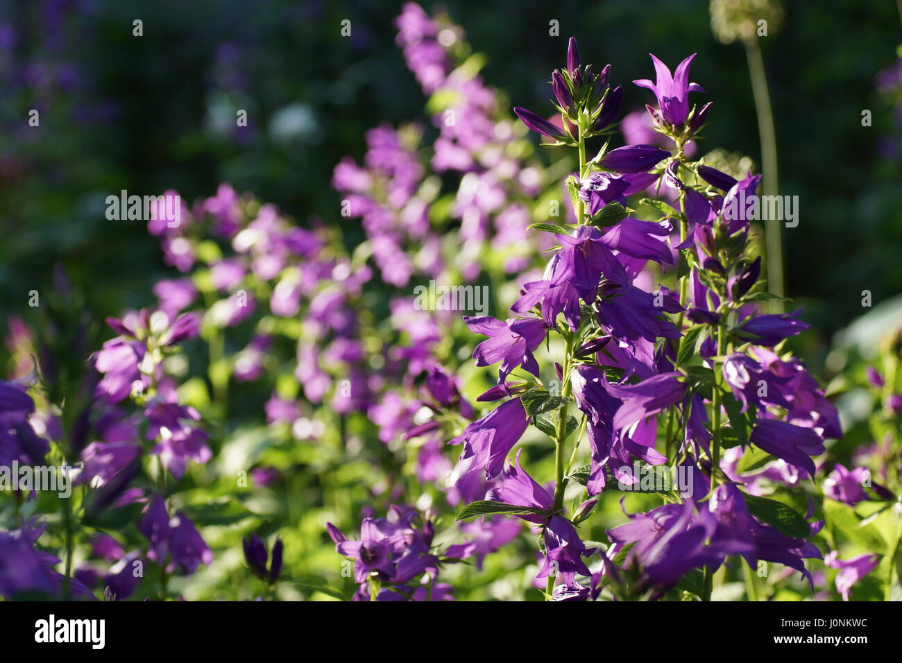 Bellflower garden hi-res stock photography and images - Alamy