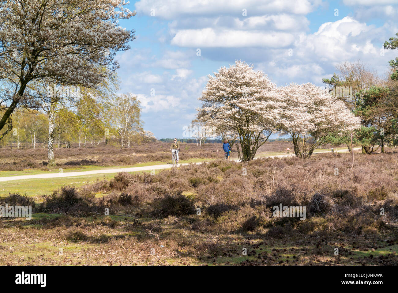 People riding bicycles on cycle path of heathland with blooming ...