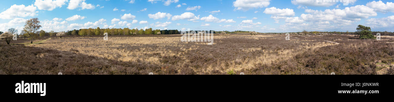 Panorama of heathland with blooming Amelanchier lamarkii trees in ...