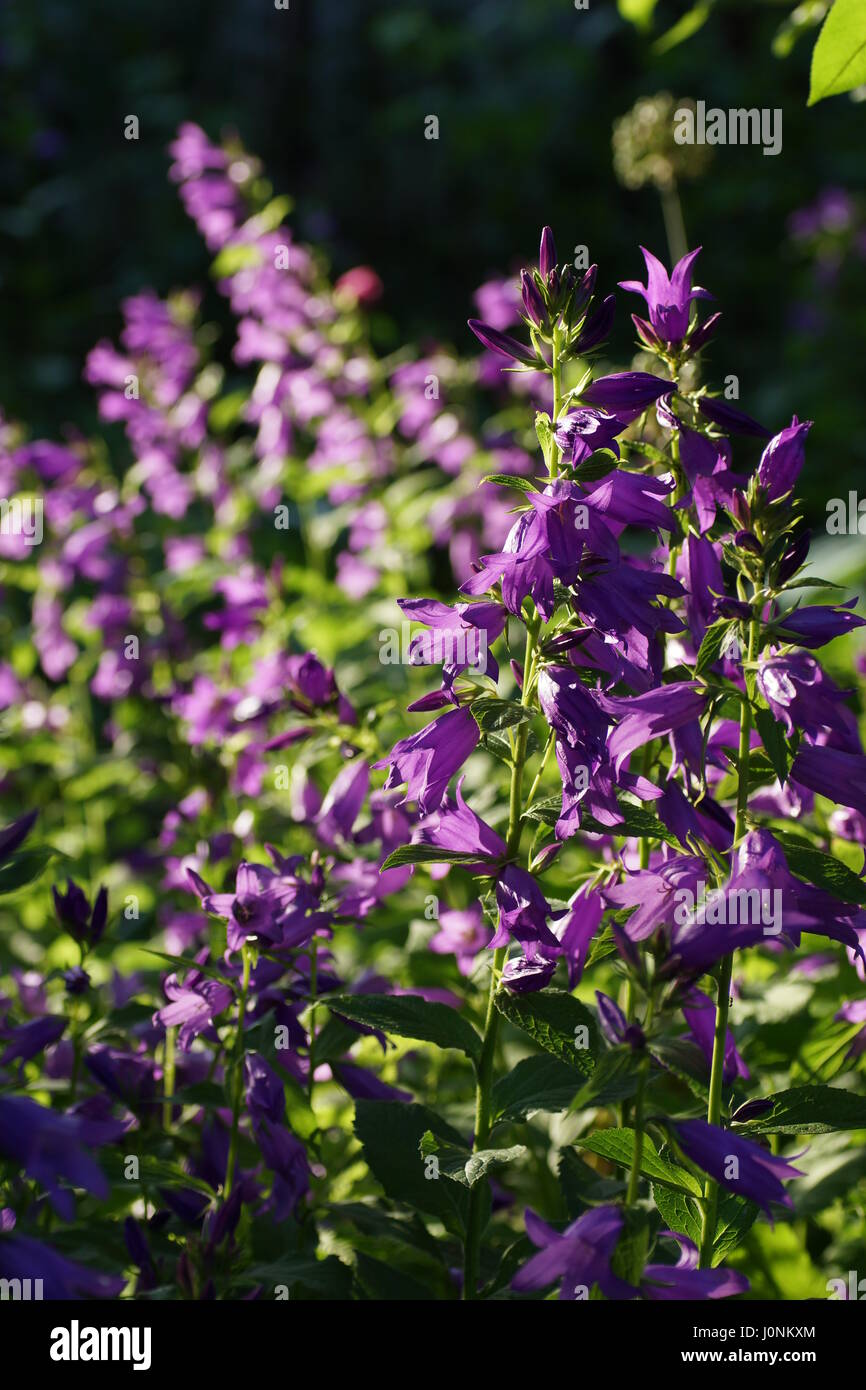 Bellflower garden hi-res stock photography and images - Alamy Bellflower garden hi-res stock photography and images - Alamy